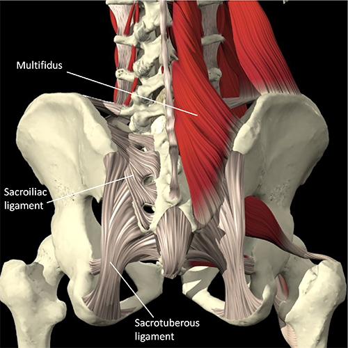 Form Closure Force Closure Myofascial Slings Fascia Fitness